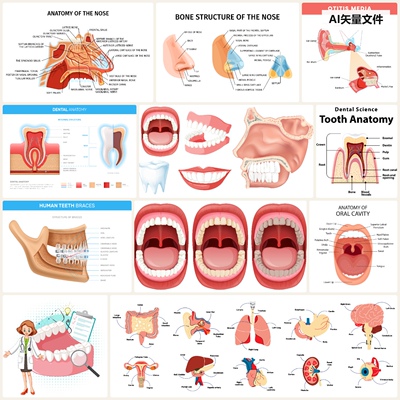 鼻腔口腔牙齿结构解剖医学科普插画设计素材