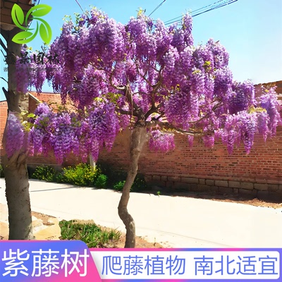 紫藤树苗爬藤植物老桩阳台盆栽长穗多花紫藤萝花苗庭院门前风景树