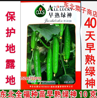 东北全福种苗旱黄瓜种子大棚露地 雌性 40天早熟绿神10克