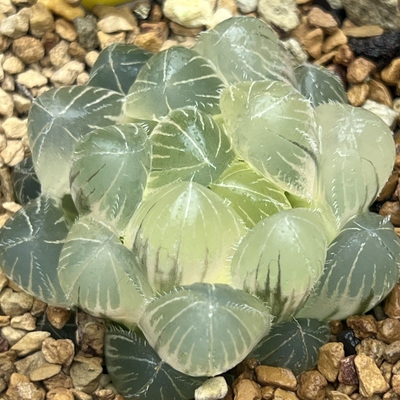 巨大赤线玉露锦多肉植物瓦苇十二卷一物一拍haworthia