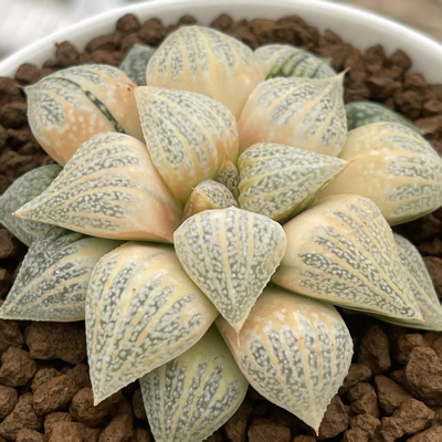 新品实生白银寿锦一物一拍瓦苇属百合科十二卷多肉植物haworthia