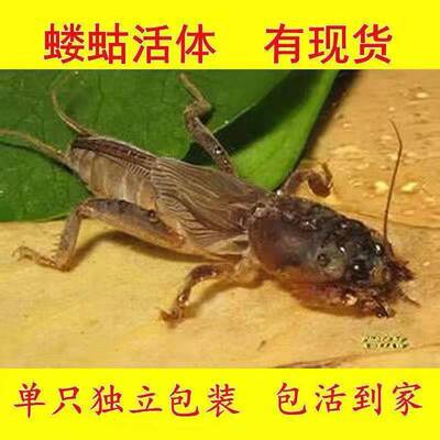 土狗子蝼蛄活体野生鸟食宠物饲料画眉蝼蛄虾中药新鲜地拉姑药引子