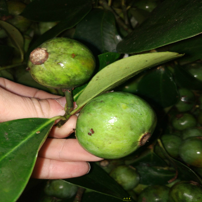 野生水果酸野果岭南山竹子Garcinia oblongifolia Champ 倒捻子木