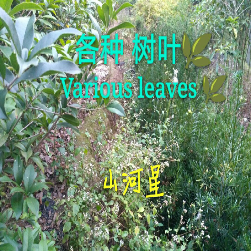 各种新鲜花叶草叶竹叶片花草树叶脉标本diy教学用具材料 叶子