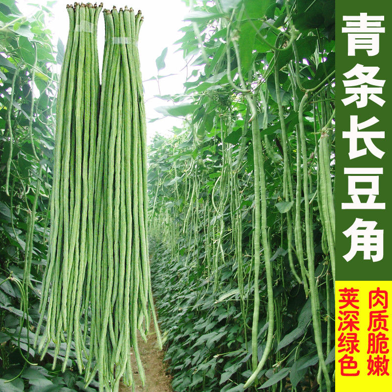绿荚青条长豆角种子 四季豆菜豆特长豇豆籽 荚深绿早熟高产春秋播
