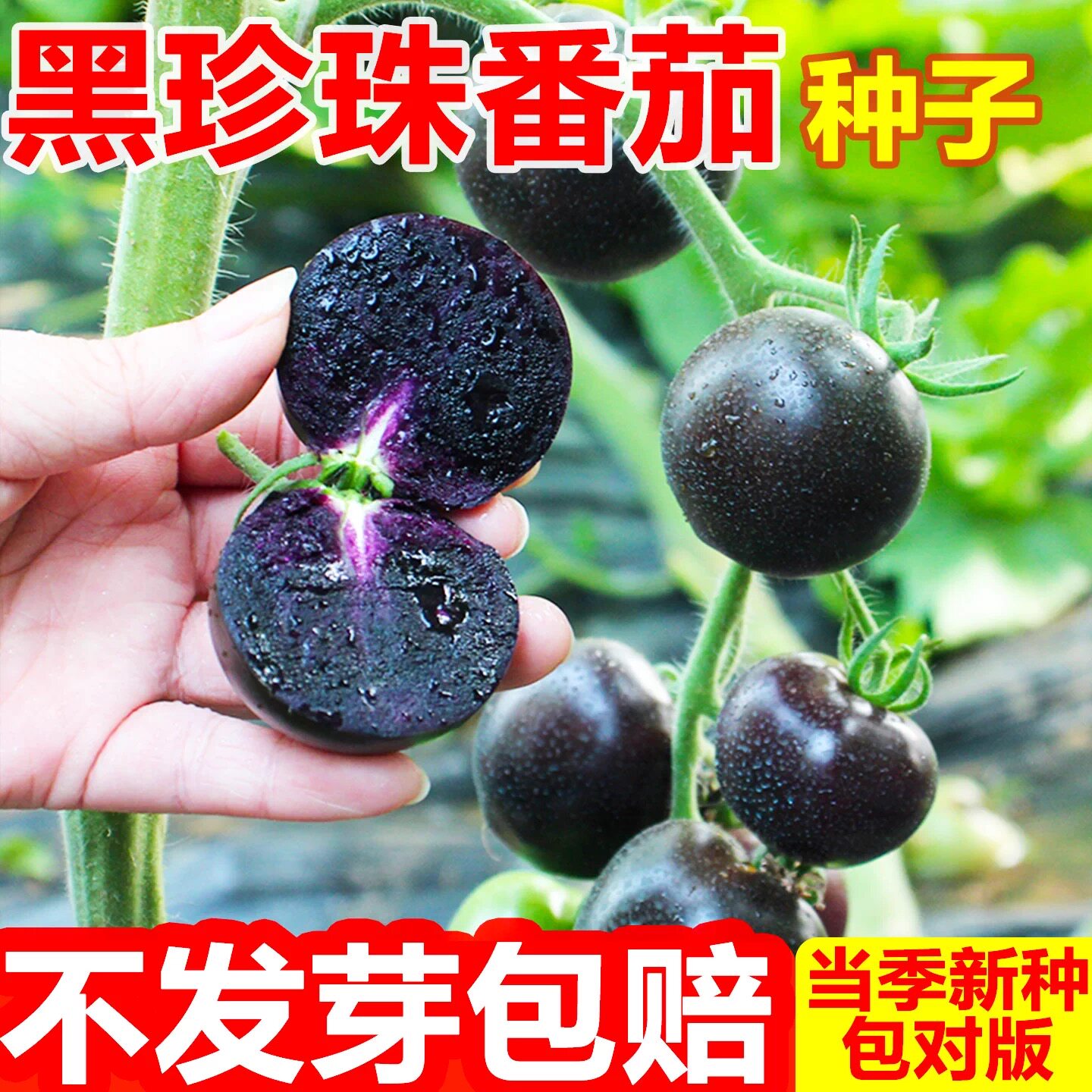 糖水黑珍珠黑番茄种子黑柿子小番茄籽圣女果阳台盆栽水果蔬菜种子