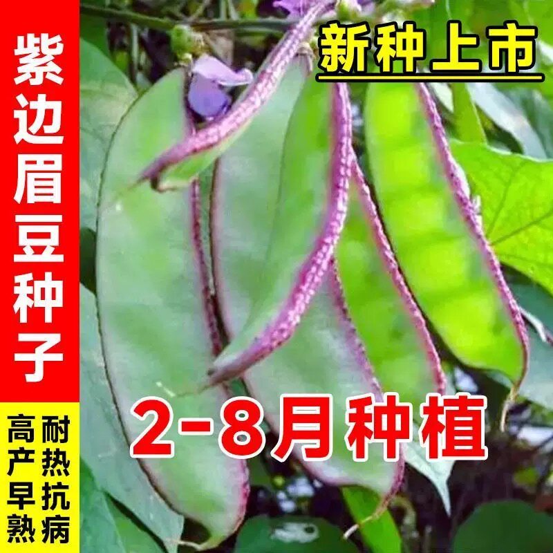新种紫边眉豆种子高产早熟四季播种家庭园艺阳台蔬菜籽四季种植