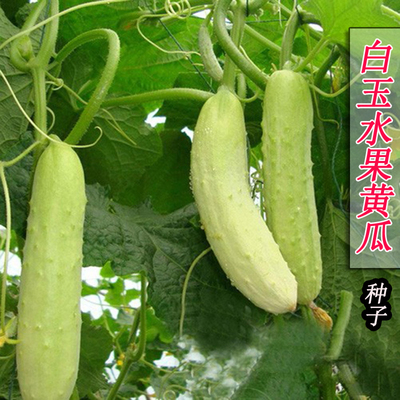 水果黄瓜阳台盆栽四季种子