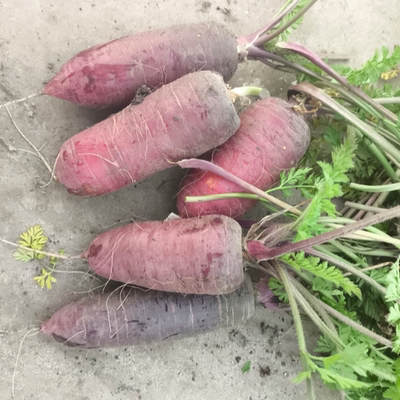 自冉香河南现挖生吃脆甜紫胡萝卜