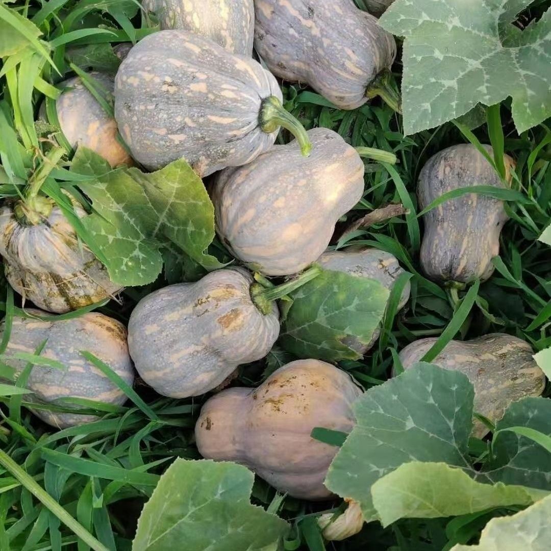 自冉香河南农家自种小金香南瓜软糯香甜口感好批发包邮净重优质
