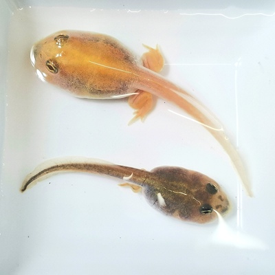 南美角蛙蝌蚪儿童观赏水族宠物姥爷树蛙牛奶非牛小丑蛙波子霸王