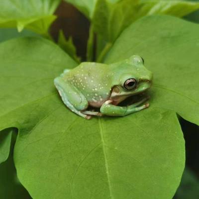 雪花姥爷树蛙玻璃蛙牛奶蛙黄金角蛙绿霸王波子小丑蛙非洲牛苔藓蛙