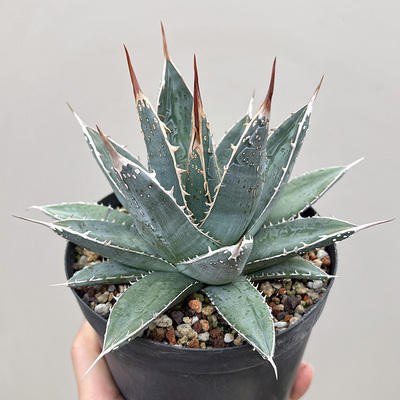 蓝肌背刺帝释天龙舌兰多肉