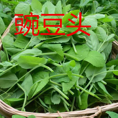 豌豆头安豆头拉拉菜咸菜