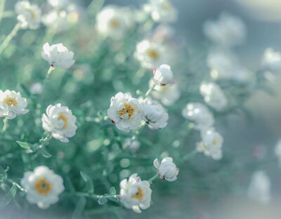 【植物致】鳞托菊纸鳞托菊‘报童' Paper Baby日系浪漫永生花素材