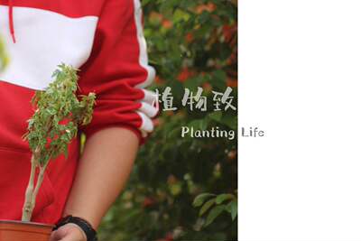 天使翼日本种源趣味秋海棠