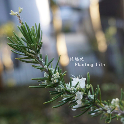 【植物致】稀有白花迷迭香 Rosmarinus officinalis 观赏食用香草