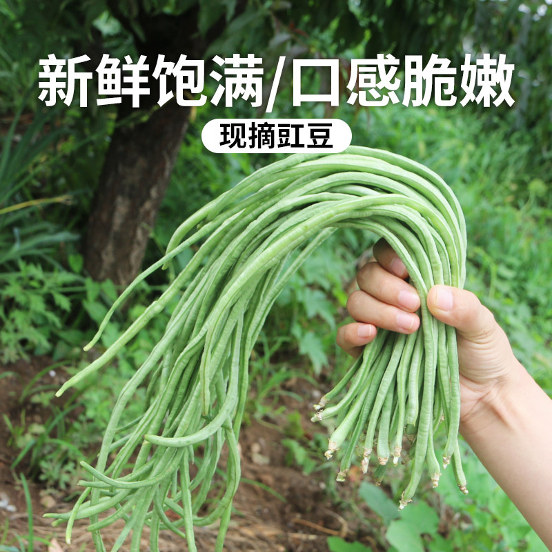 密农人家 长豇豆 新鲜长豆角 农家长豆角 新鲜 时令蔬菜400g