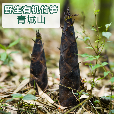 雷竹笋新鲜现挖野生春笋有机竹笋