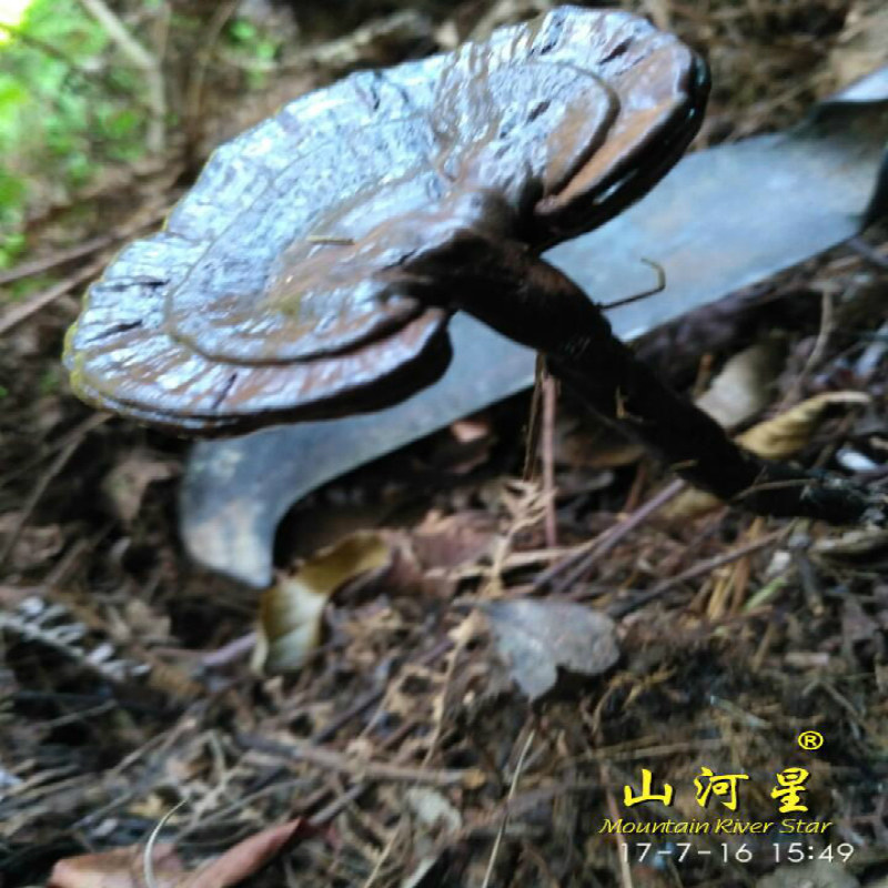 生态树舌 紫芝 神芝 芝草 仙草瑞菌 赤灵芝孢子粉福建三明闽西北