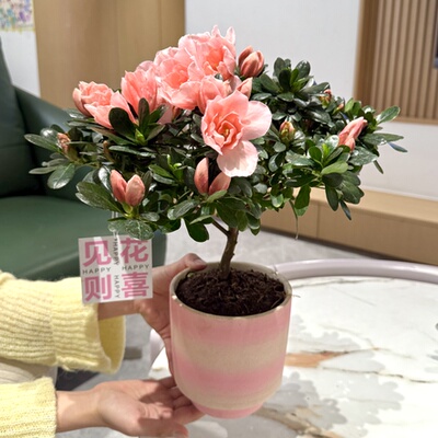 桃红杜鹃花开花盆栽桌面好养花卉