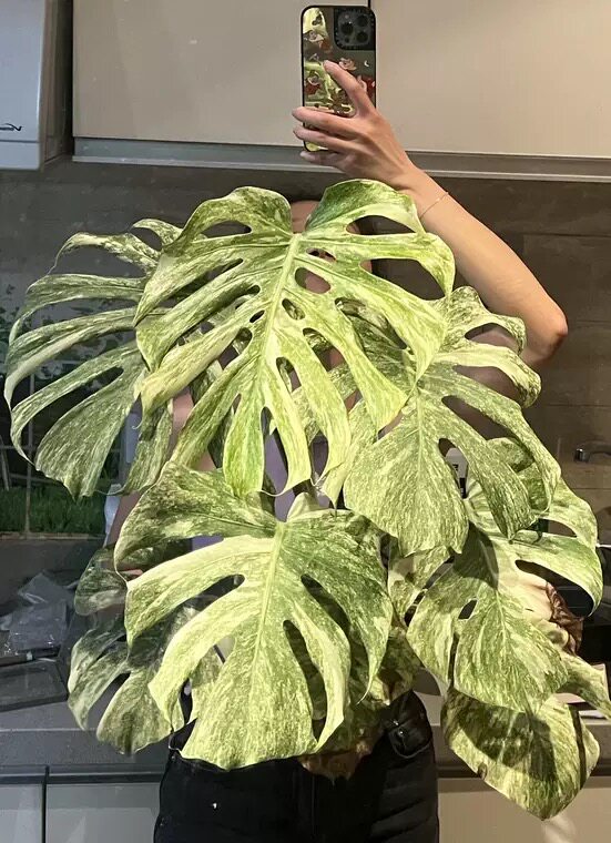 精品三叶开背洒金龟背竹稀有锦化龟背竹轻奢高级感观叶绿植盆栽