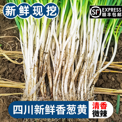 新鲜香葱黄四川老品种大葱自贡泥巴葱长白毛葱钢葱