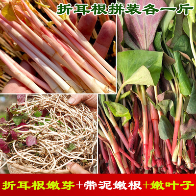 四川新鲜折耳根嫩芽+带泥嫩根+嫩叶混装拼装组合装各1斤共3斤