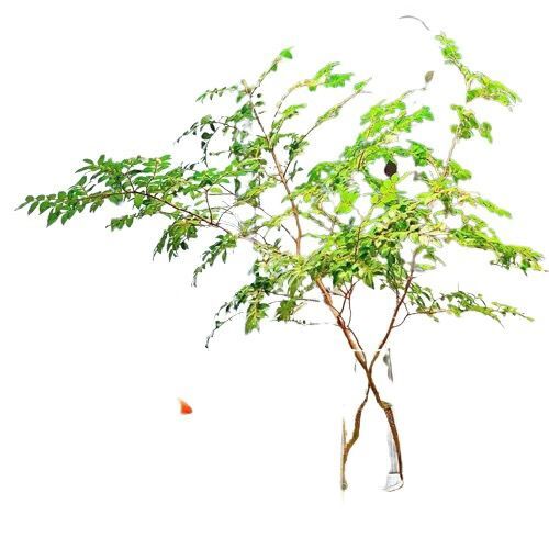 美男树水培鲜切枝懒人p室内客厅装饰马醉木吊钟平替年宵花网红绿