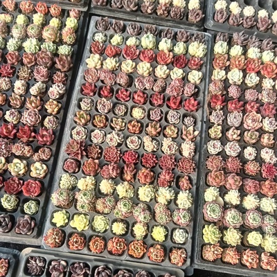 多肉彩色拼盘，一盘105颗58包邮