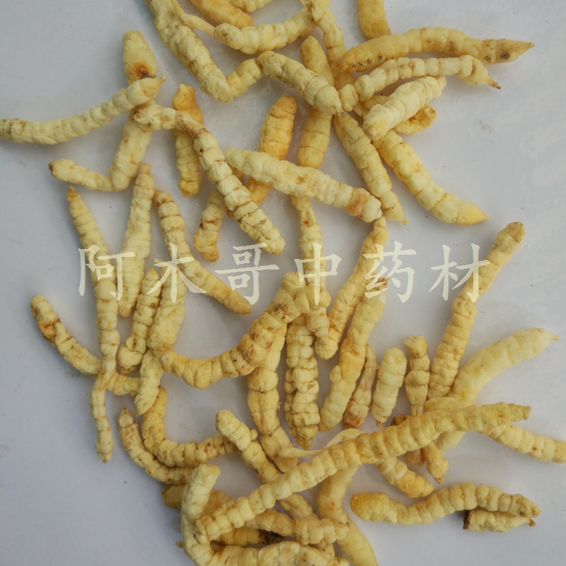 白虫草 中药材 土冬虫草 白冬虫草 地蚕 泽兰根 草石蚕500克包邮 - 小编推荐 - WePost 全民代运 - 马来西亚中国淘宝代运与集运专家