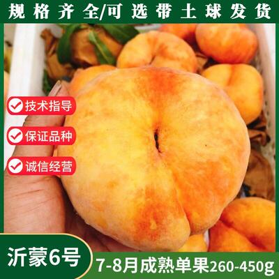 嫁接特大黄金毛蟠桃苗78