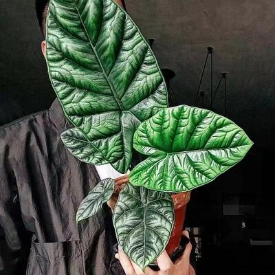 魔镜海芋alocasia波纹海芋室内