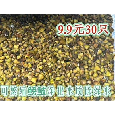 黄金蚬 活体淡水冷水小河蚌 河蚬净化水质繁殖鳑鲏除绿藻底层好养