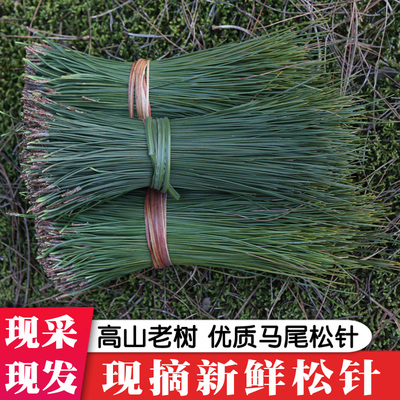 松针马尾松针松枝新鲜松针叶酵素松毛针蒸包子中药材泡茶泡酒蒸笼