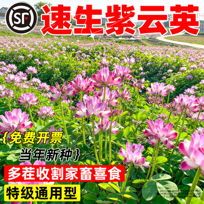 紫云英种籽四季高产牧草绿化红花草籽绿肥蜜源花海植物家禽草种子