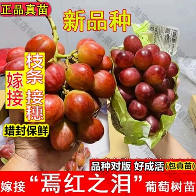 嫁接接穗枝条码子芽嫁接嫣红之泪葡萄苗巨无霸红提无籽山梨葡萄树