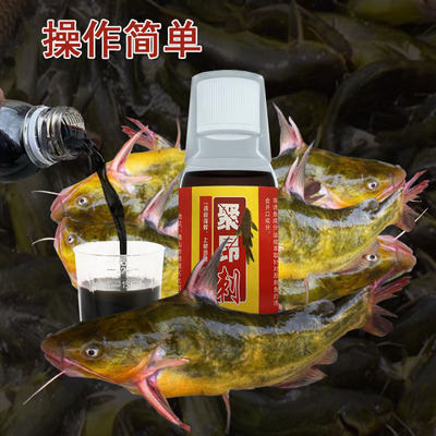 黄辣丁小药饵料窝料黄颡专攻诱鱼