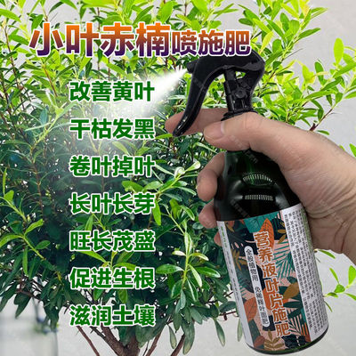 小叶赤楠肥料叶面喷施营养液防黄叶掉叶干叶赤楠专用肥花肥绿叶宝