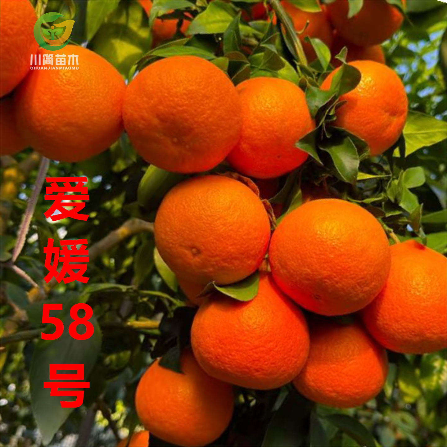 四川嫁接早秋 爱媛58号柑橘树苗 柑桔树苗盆栽地栽庭院种植果树苗