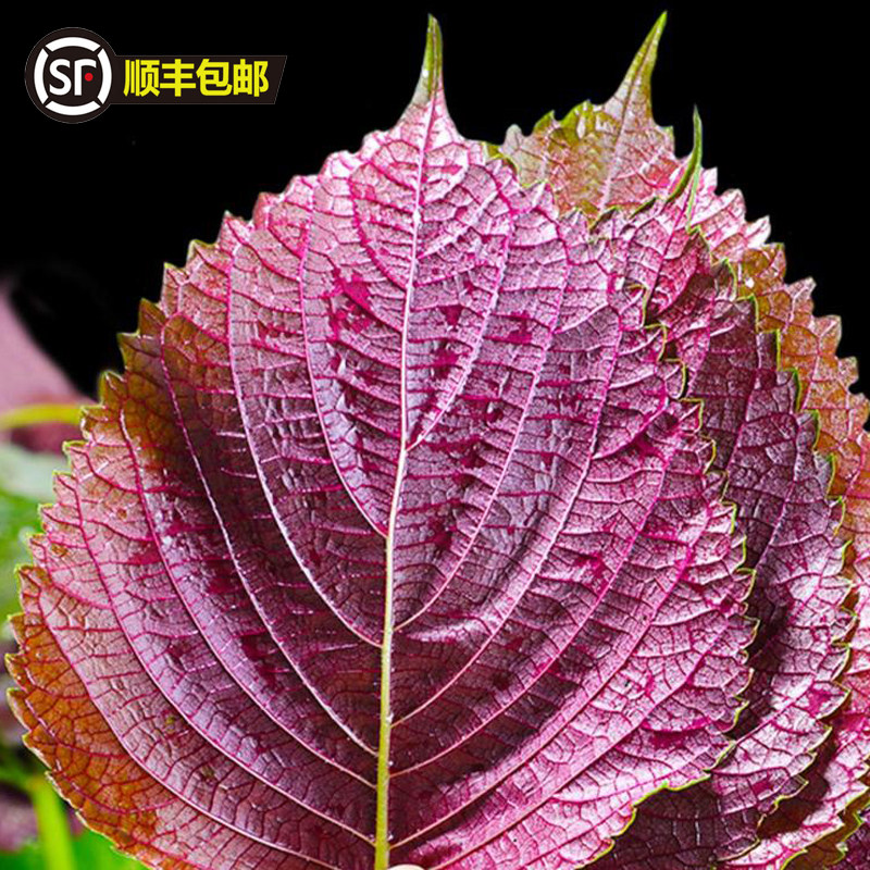 当季新鲜无农残紫苏叶去腥增香解腻日料刺身搭档苏子叶农家直供