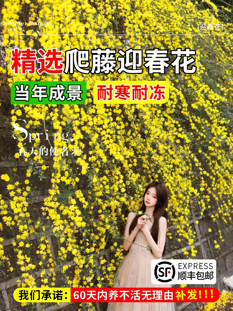 连翘阳台报春花迎春花盆景盆栽爬藤垂吊植物树苗庭院老桩花卉室内