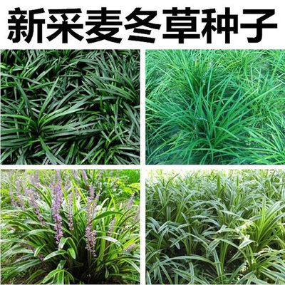 麦冬草庭院绿化草坪牧草种籽夏季