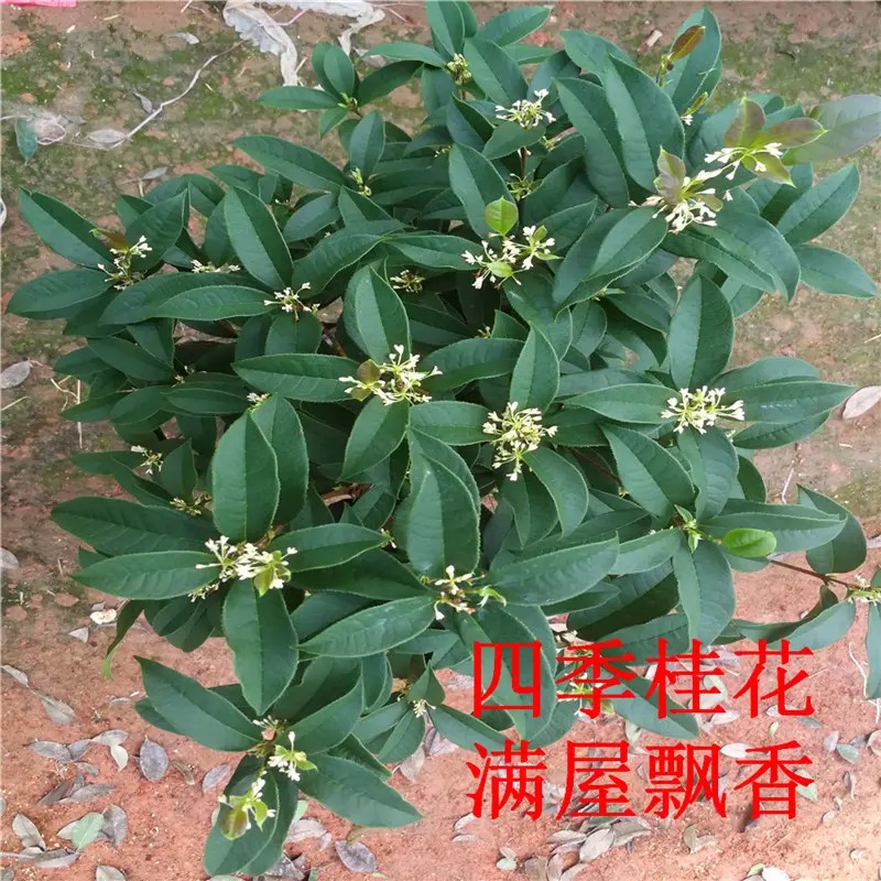四季桂花树苗室内外盆栽植物花卉浓香四季桂植物阳台庭院易种花苗