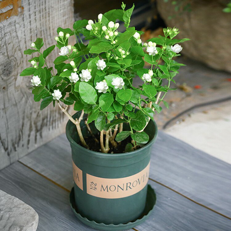 浓香花卉茉莉花盆栽重瓣清香虎头茉莉花阳台庭院笔尖茉莉双色茉莉