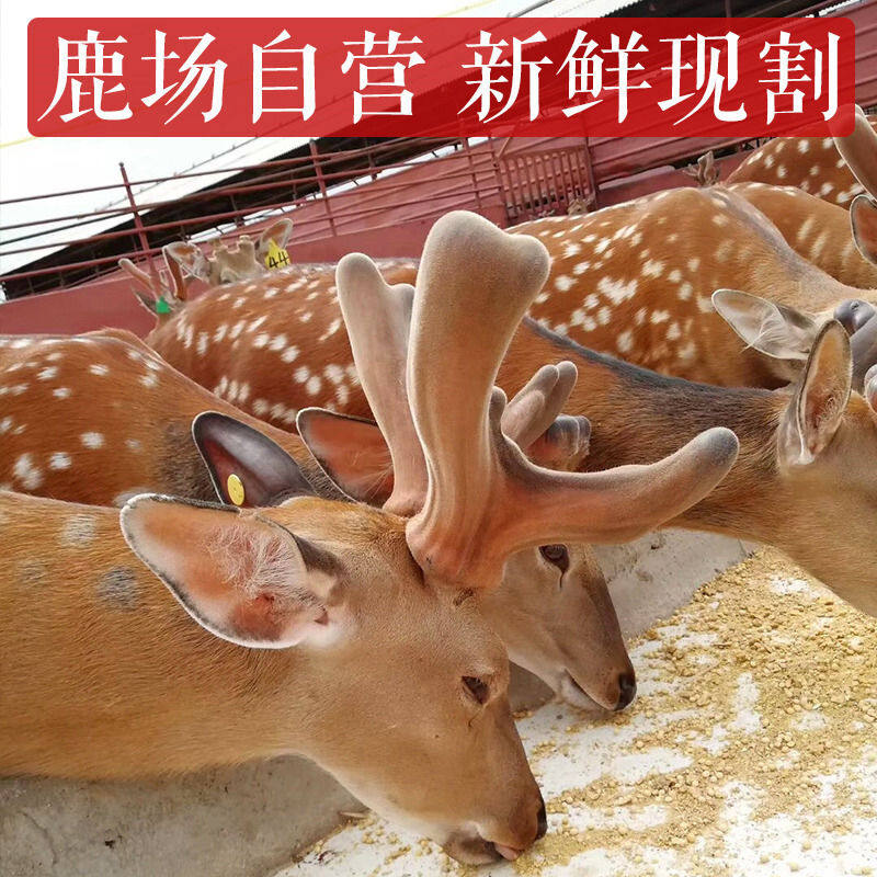 吉林梅花鹿鲜鹿茸新鲜整鹿茸枝腊片正品男性滋补品泡酒鹿茸血片