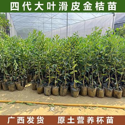 广西融安新品种大叶滑皮金桔第四代脆皮三代金桔果树苗脆蜜果树苗