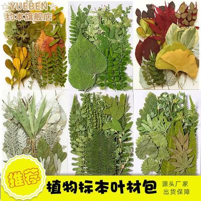 小学贴d画真树叶树叶创意画成品iy粘贴画材LRM料幼儿园儿童生手工