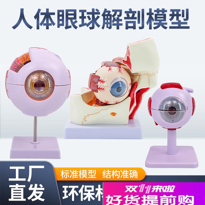 人体教学眼球解剖结构模型t可拆卸儿童仿真眼睛玩具医学眼部模型