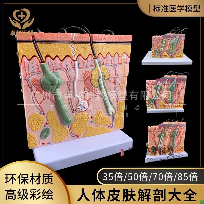 教学体皮肤模型70倍放大皮肤标本皮肤结构解剖美Z容整形教具